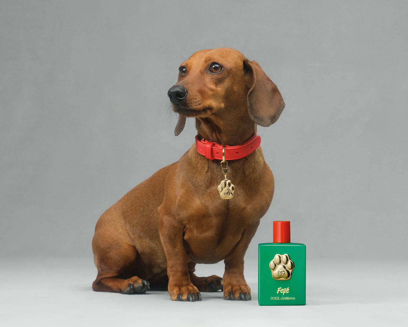 Dolce & Gabbana Release Fefe, The Fragrance Mist For Your Furry Friends ...